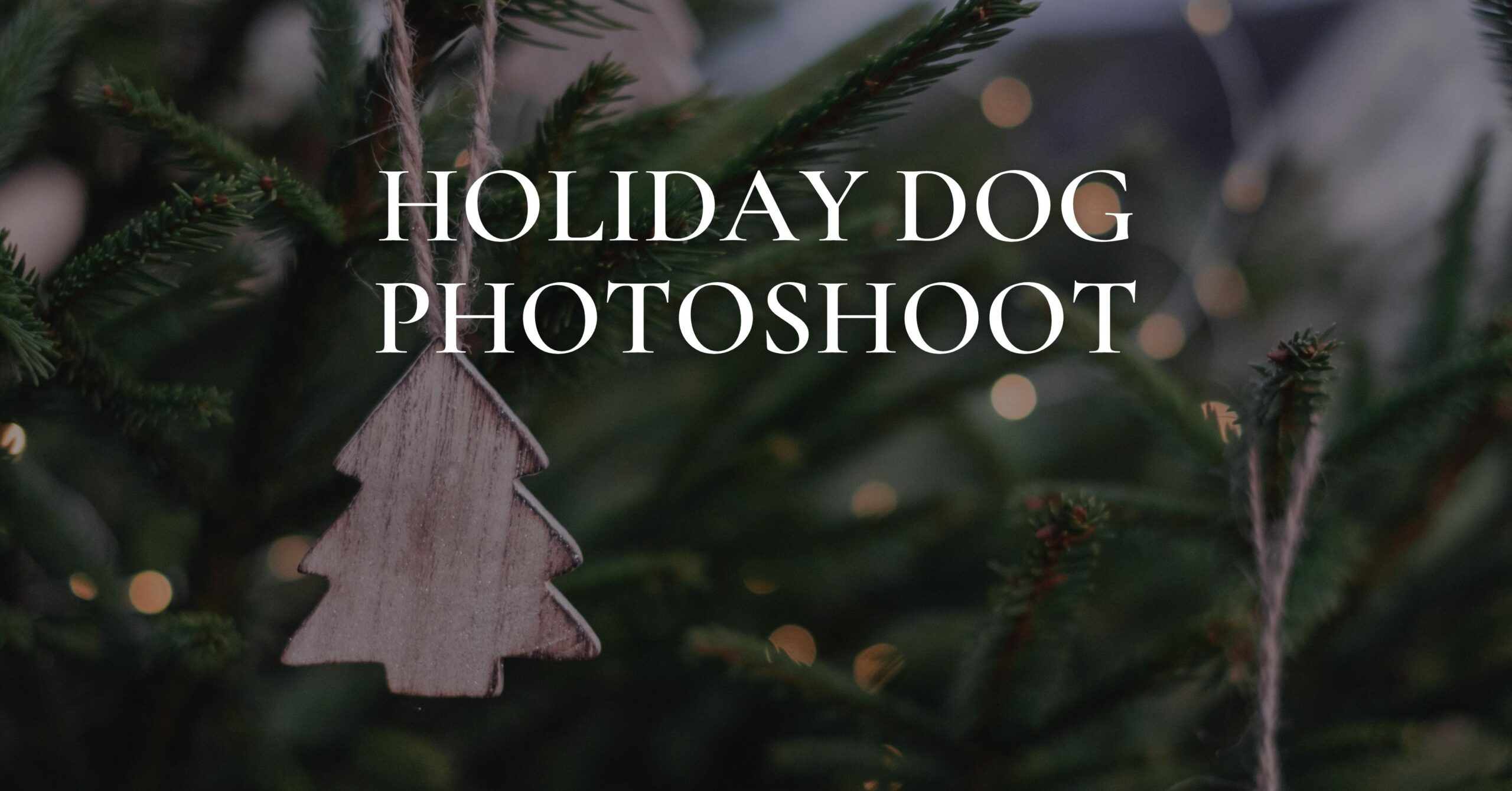 Dog Holiday Festive Photoshoot in the Catalyst 137 Event Centre ...